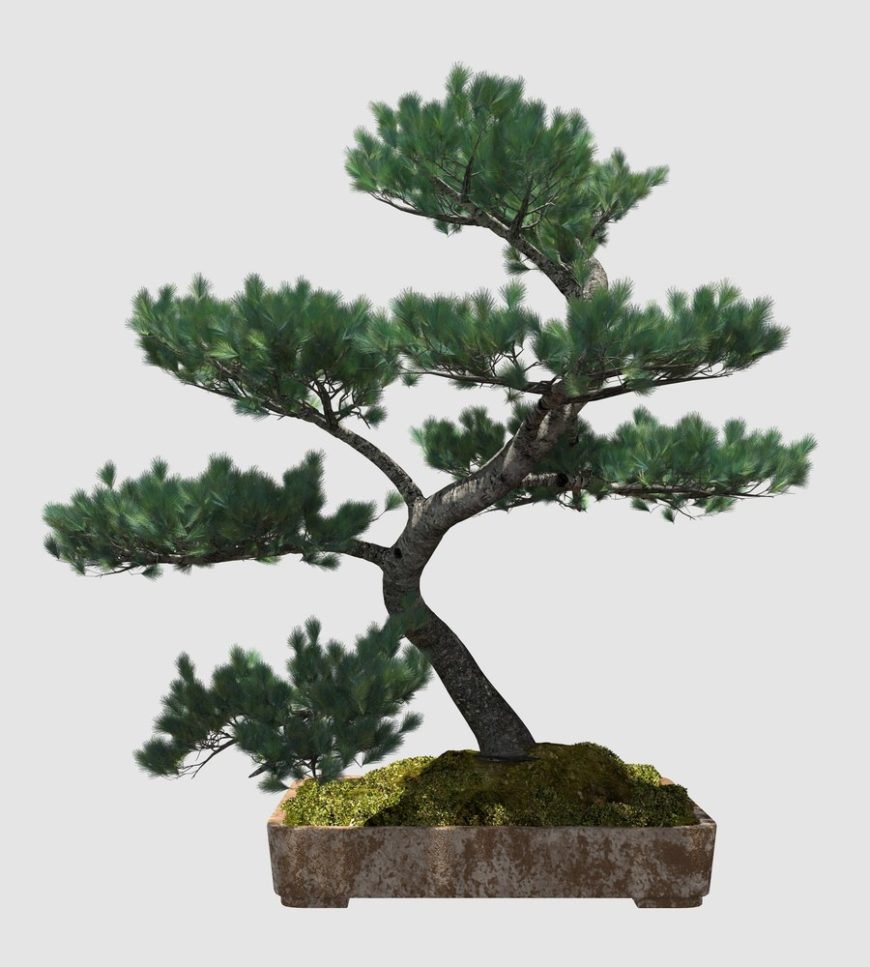 13 Tipuri de Bonsai (prin Stilul și Forma, Plus Poze) | Share me